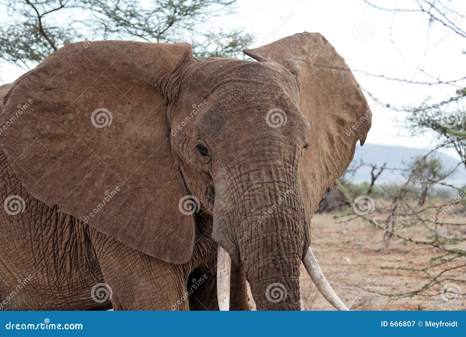 Elephant head stock image. Image of look, skin, head, heavy - 666807