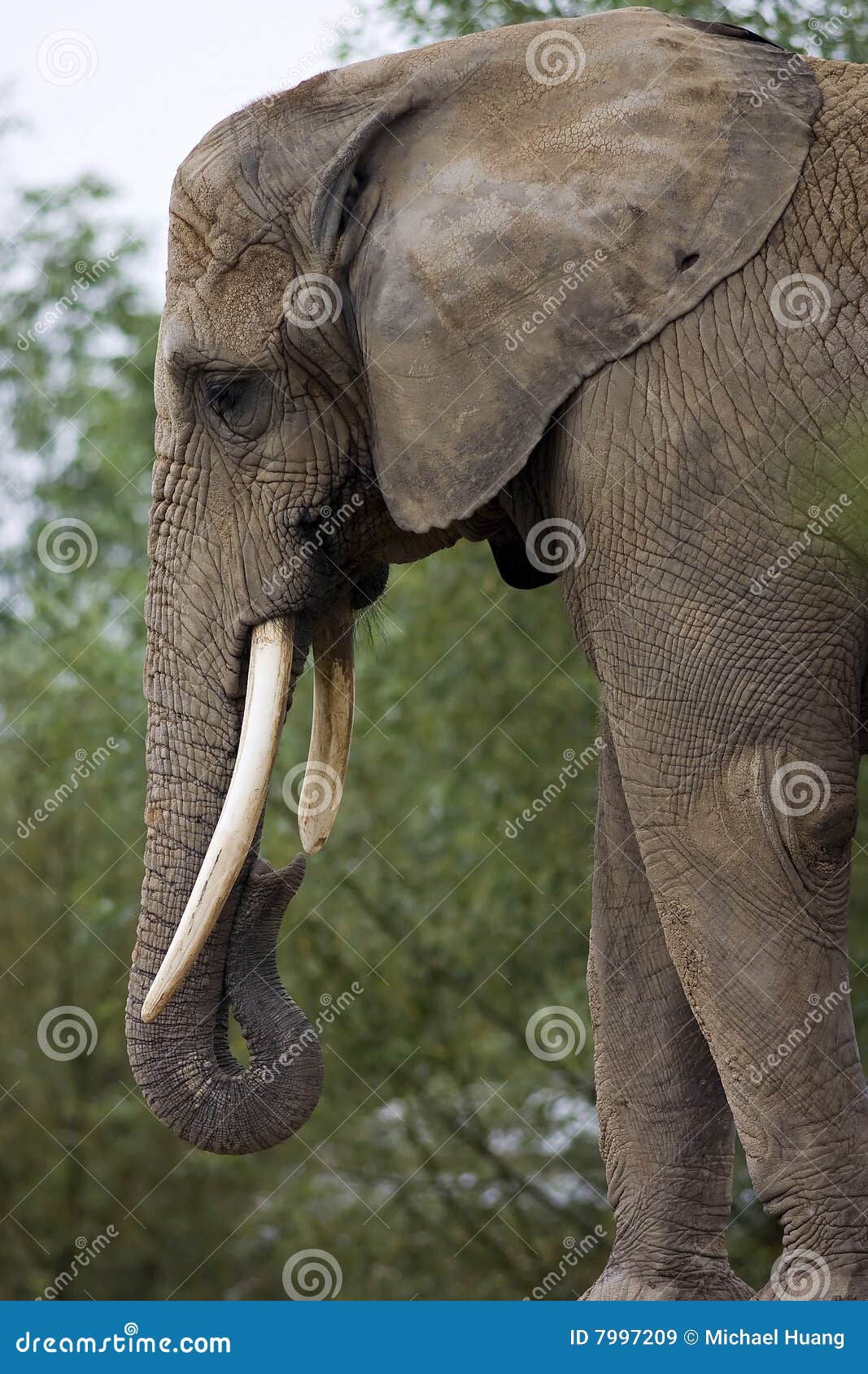 Elephant head stock image. Image of tusk, africa, ivory - 7997209
