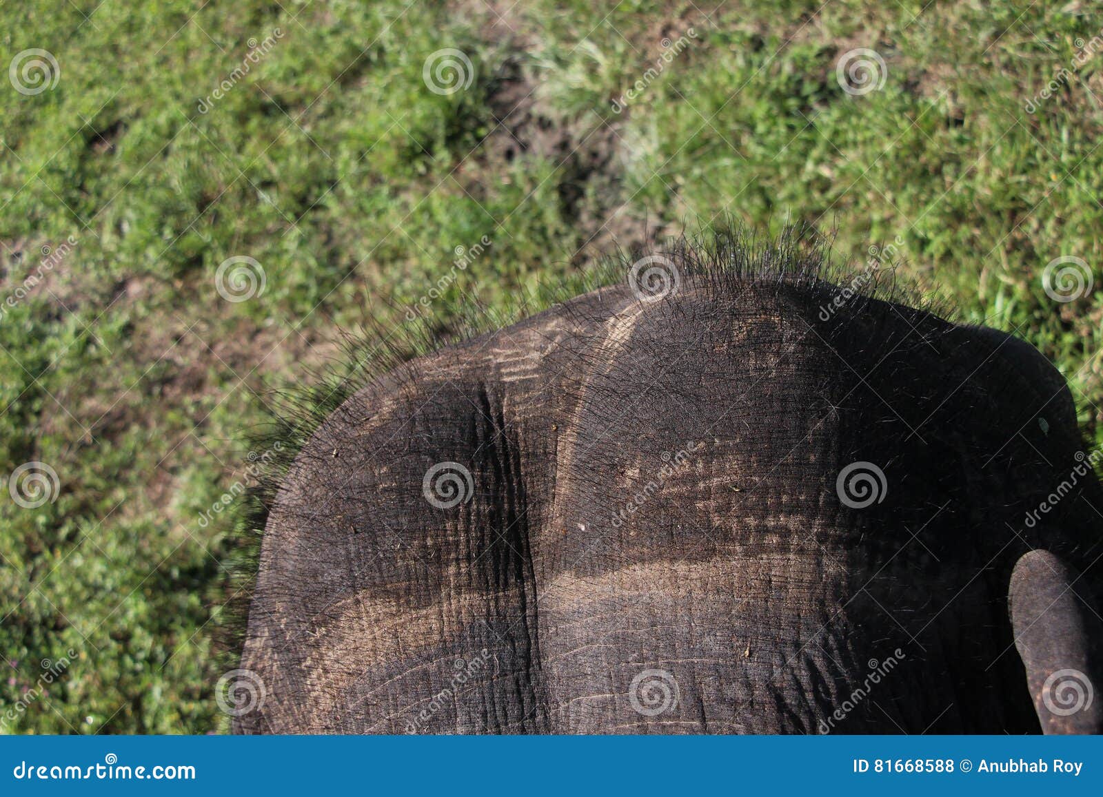 Elephant head. stock photo. Image of hair, people, indian - 81668588