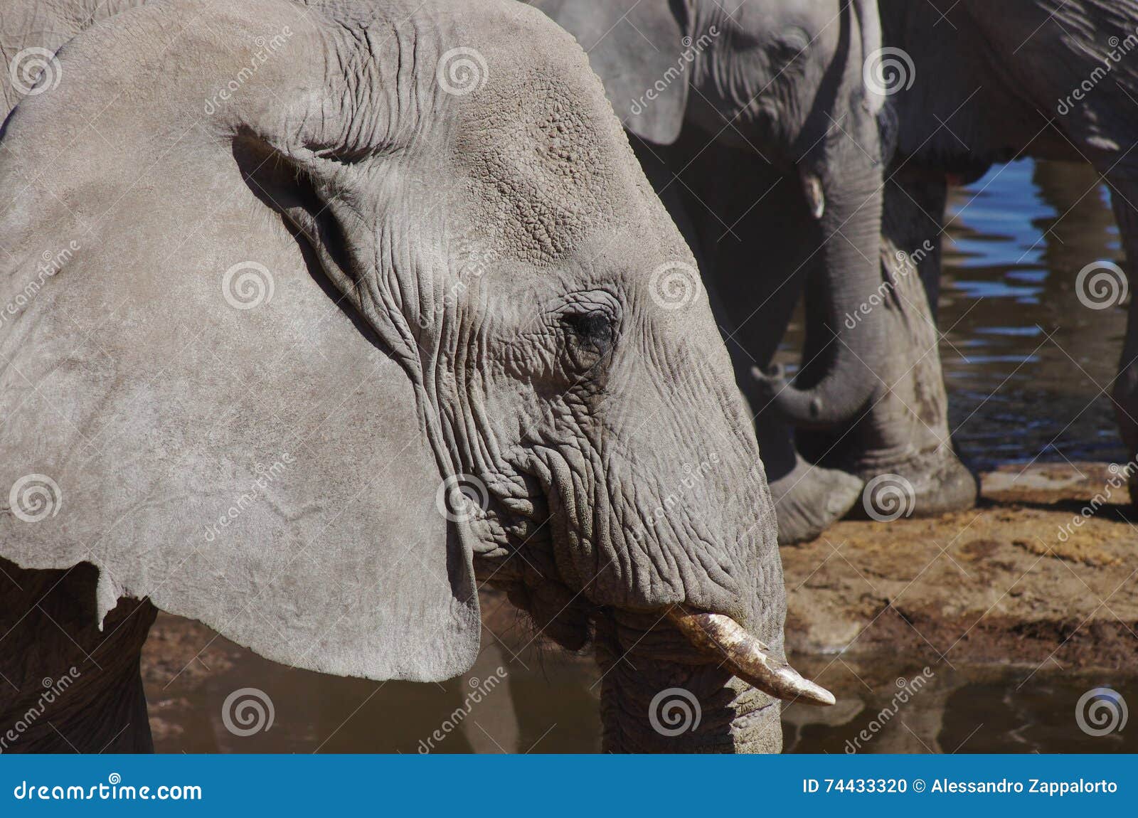 Elephant head stock photo. Image of national, gazelle - 74433320