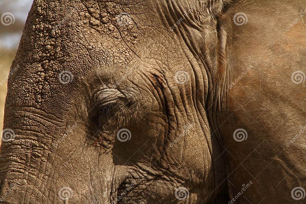 Elephant Head Close Up stock image. Image of mammal, gray - 28241677