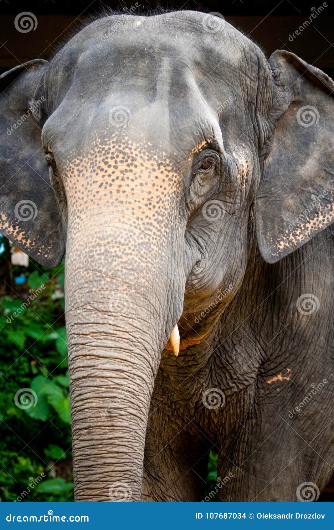 Elephant head close-up stock photo. Image of proboscis - 107687034
