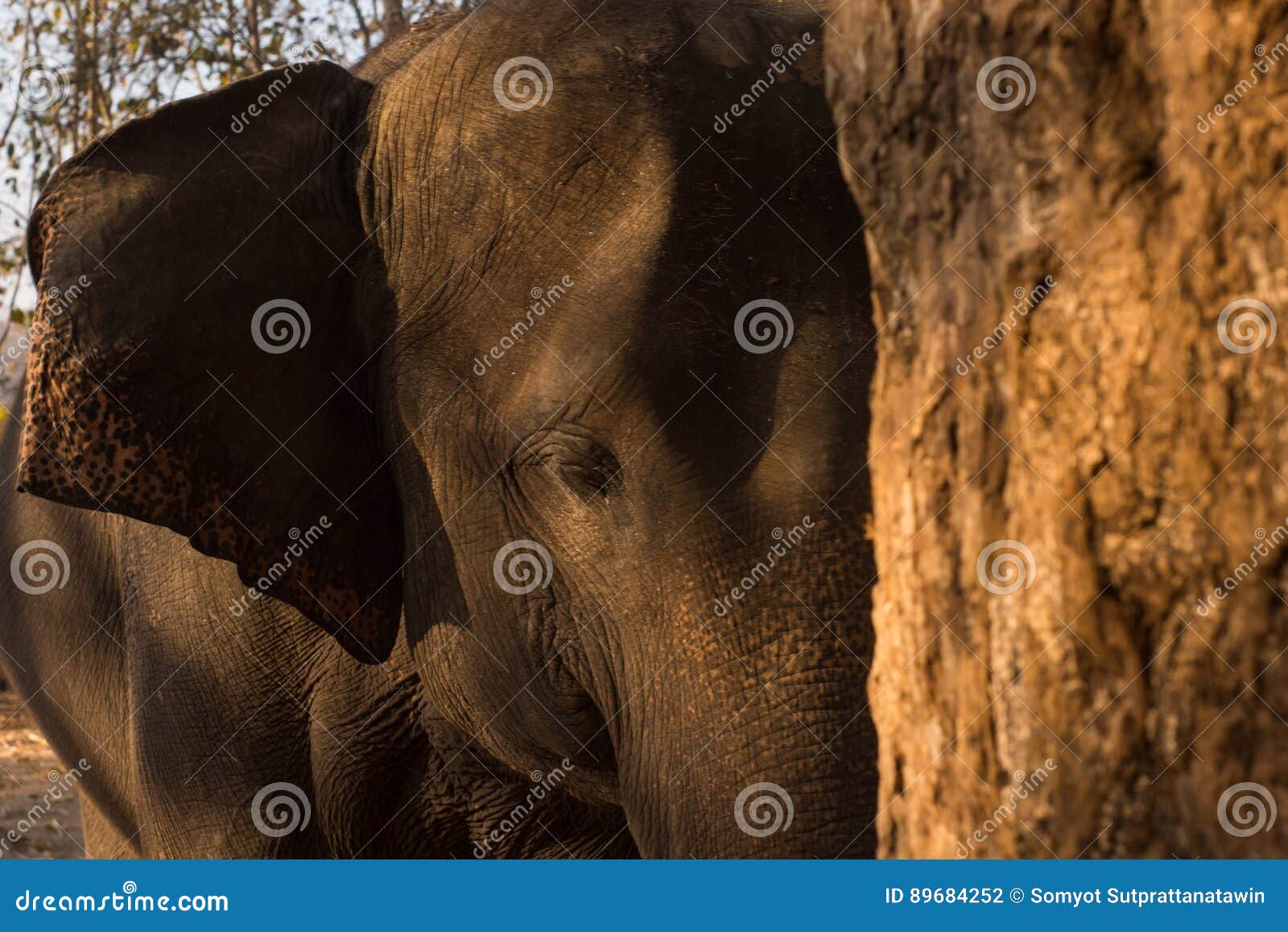 Elephant head close up stock photo. Image of park, nature - 89684252