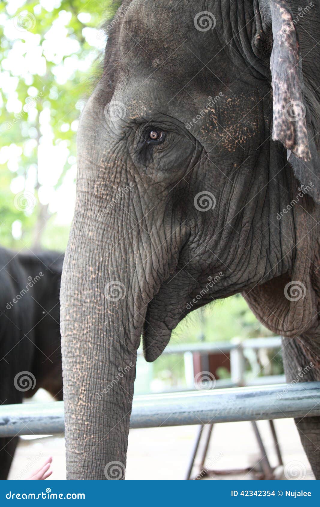 Elephant head stock photo. Image of rough, wildlife, mammal - 42342354