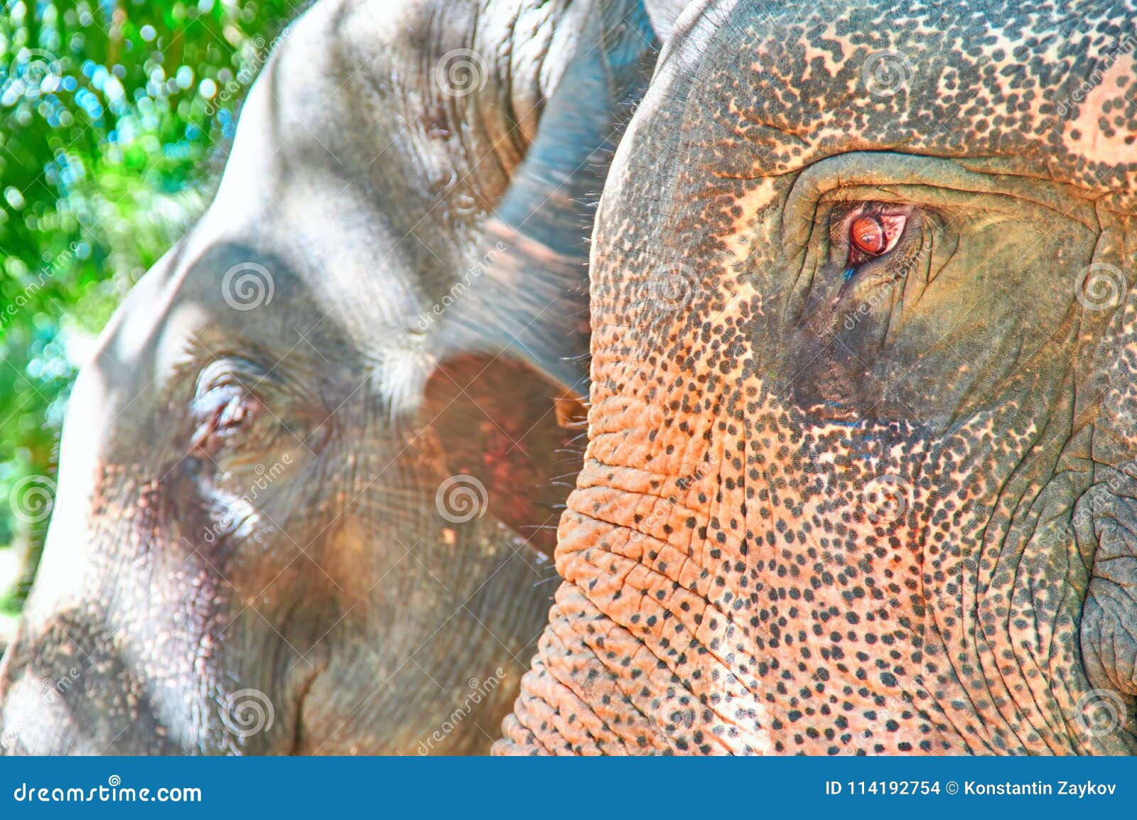 Elephant Head Close-up. View from the Side Stock Photo - Image of asian ...