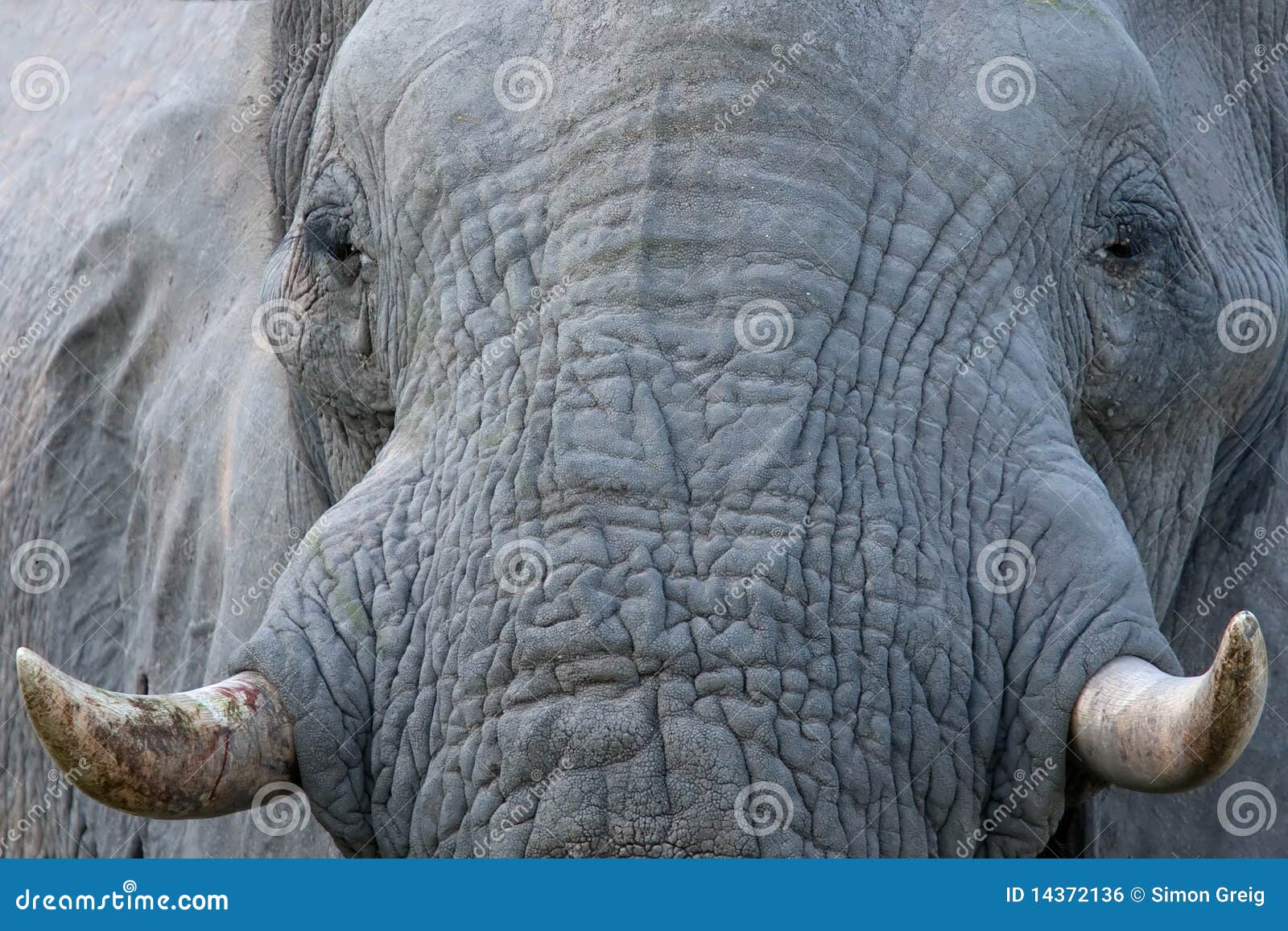 Elephant Head Closeup stock photo. Image of large, tusk - 14372136