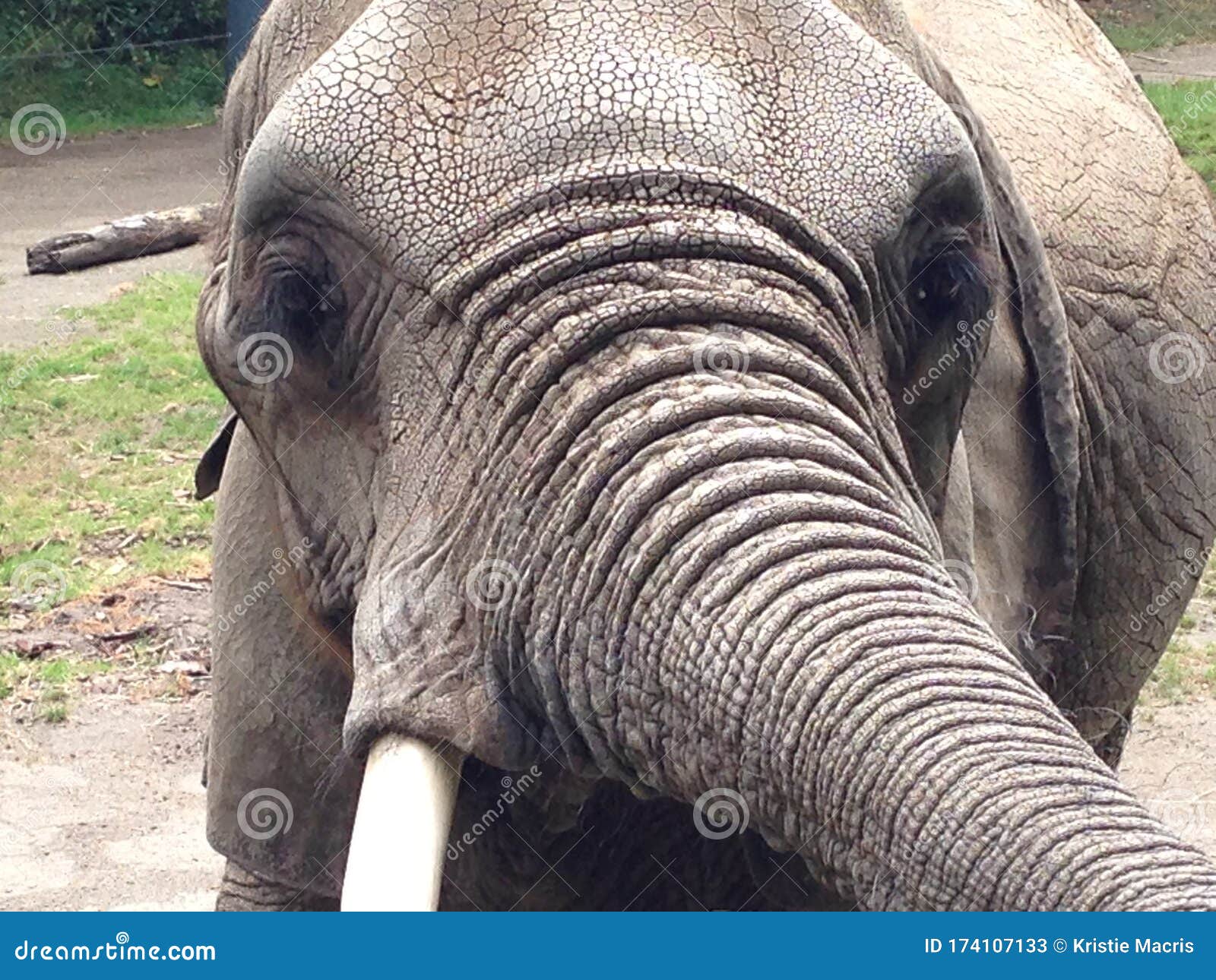 Elephant head closeup stock image. Image of nature, animal - 174107133