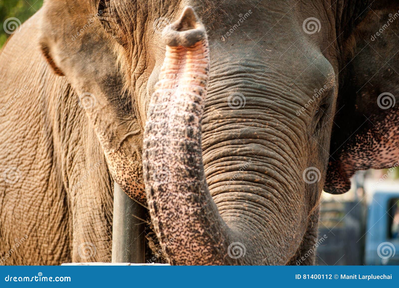Elephant head. stock photo. Image of skin, rough, closeup - 81400112