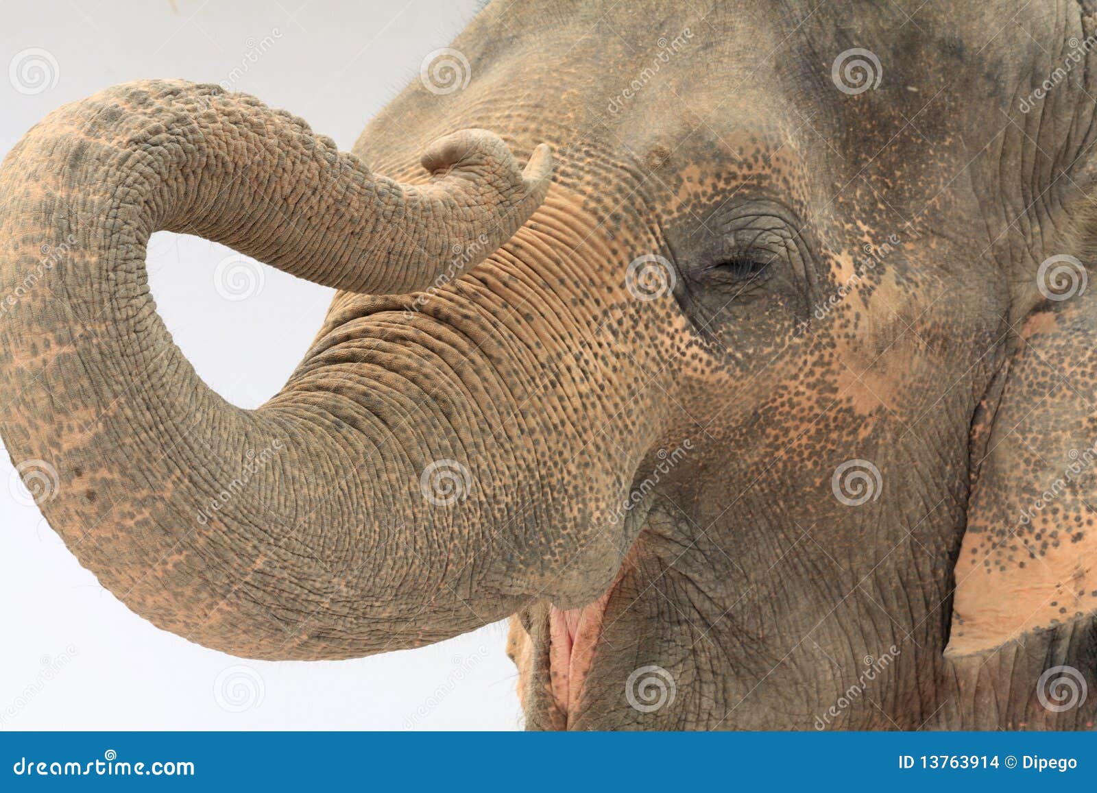 Elephant head detail stock photo. Image of profile, wildlife - 13763914