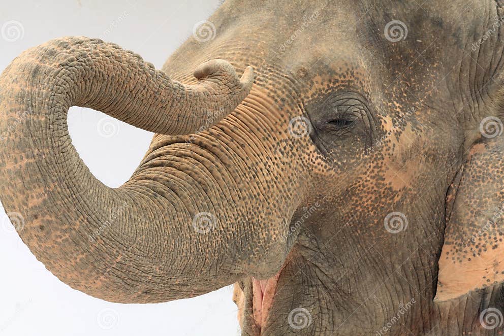 Elephant head detail stock photo. Image of profile, wildlife - 13763914