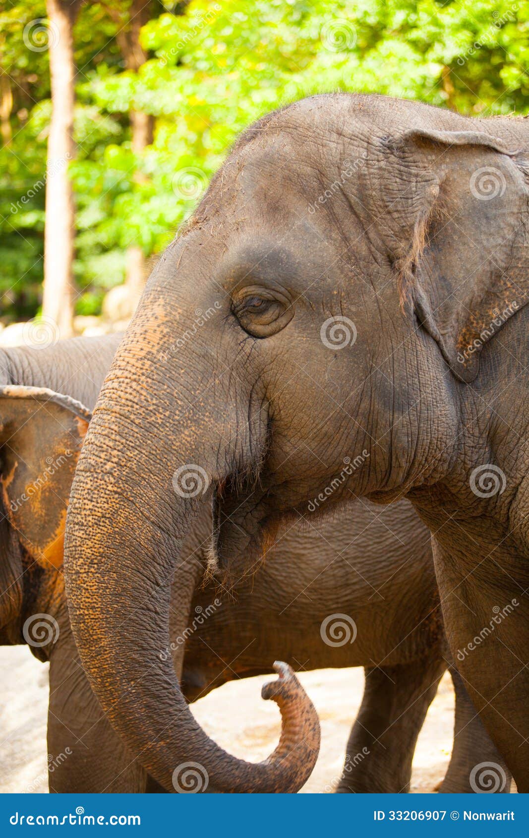 Elephant head in farm stock image. Image of nature, asian - 33206907