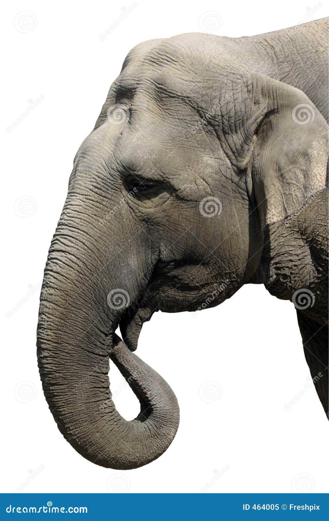 An elephant head isolated stock image. Image of profile - 464005