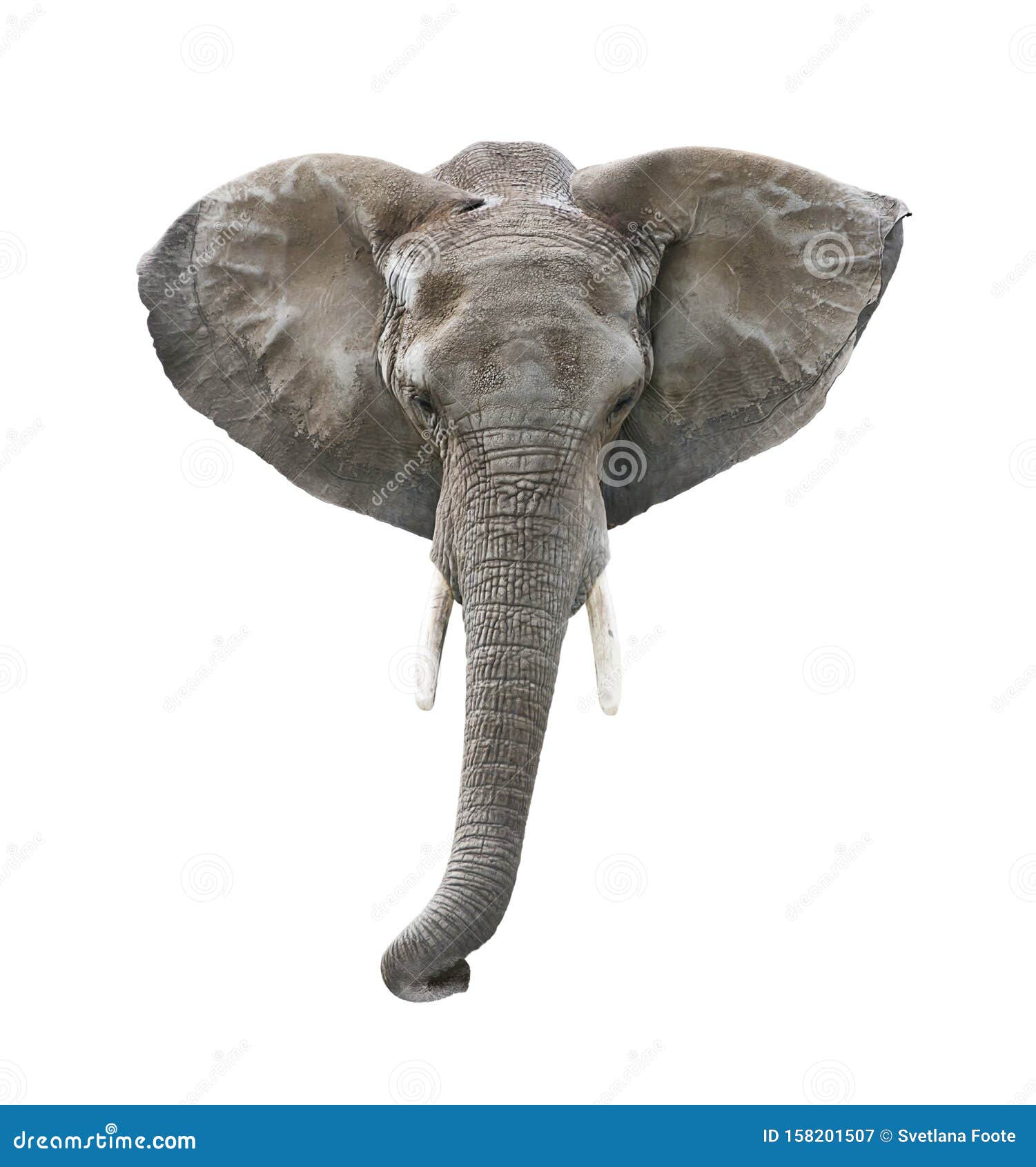 Elephant Head Isolated on White Stock Image - Image of tusk, nature ...
