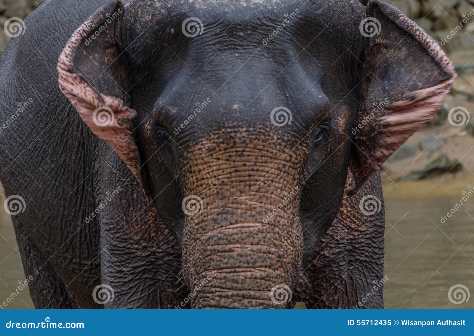 Elephant head on river stock image. Image of cutout, nature - 55712435