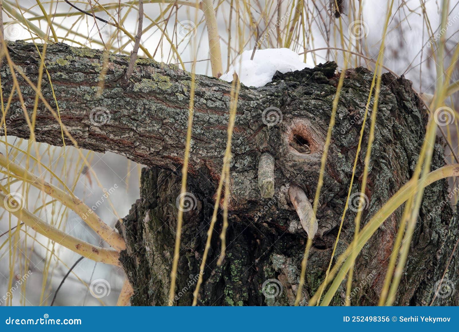 Elephant head tree stock photo. Image of coniferous - 252498356