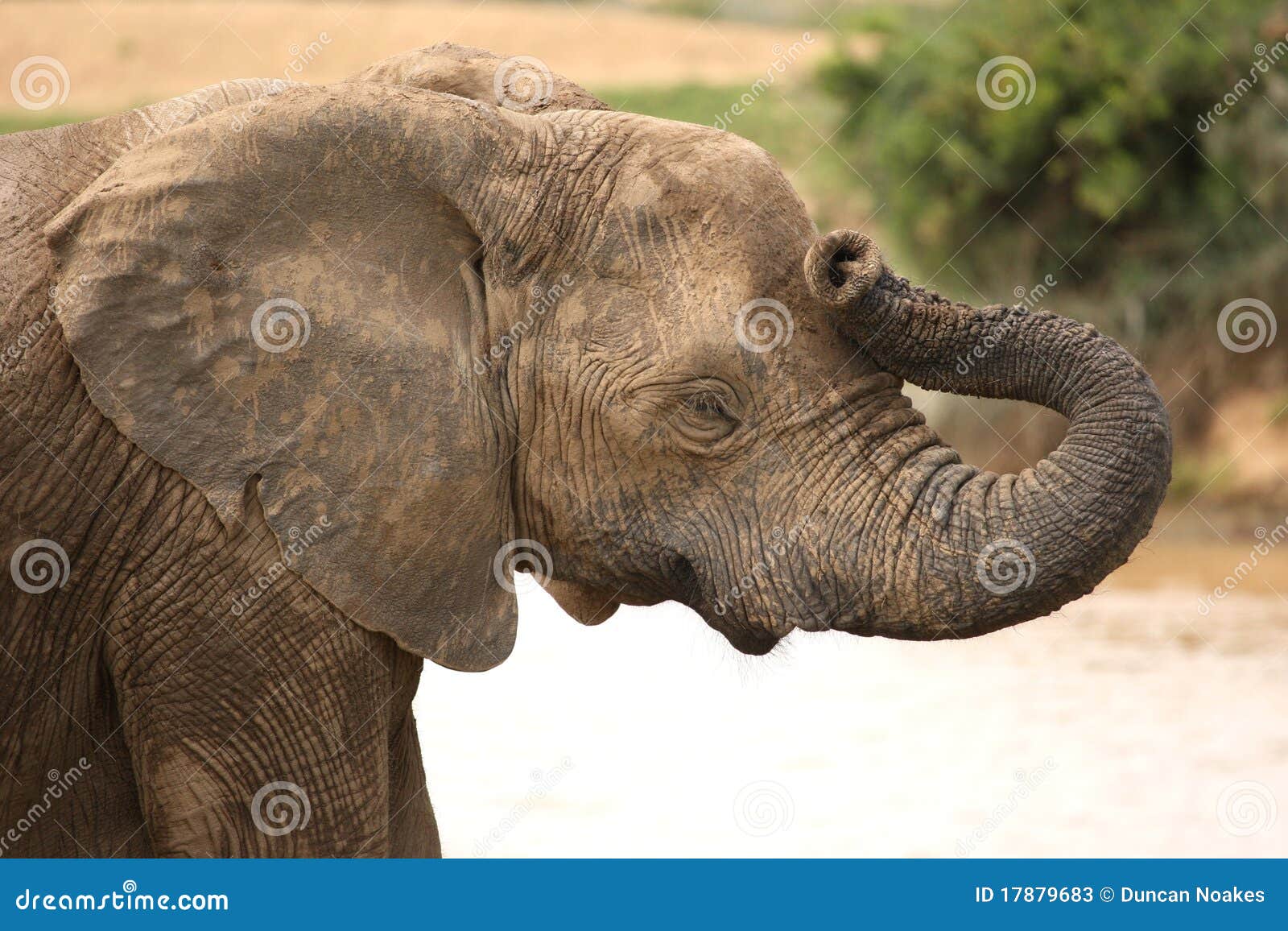 Elephant Headache stock image. Image of africa, loxodonta - 17879683