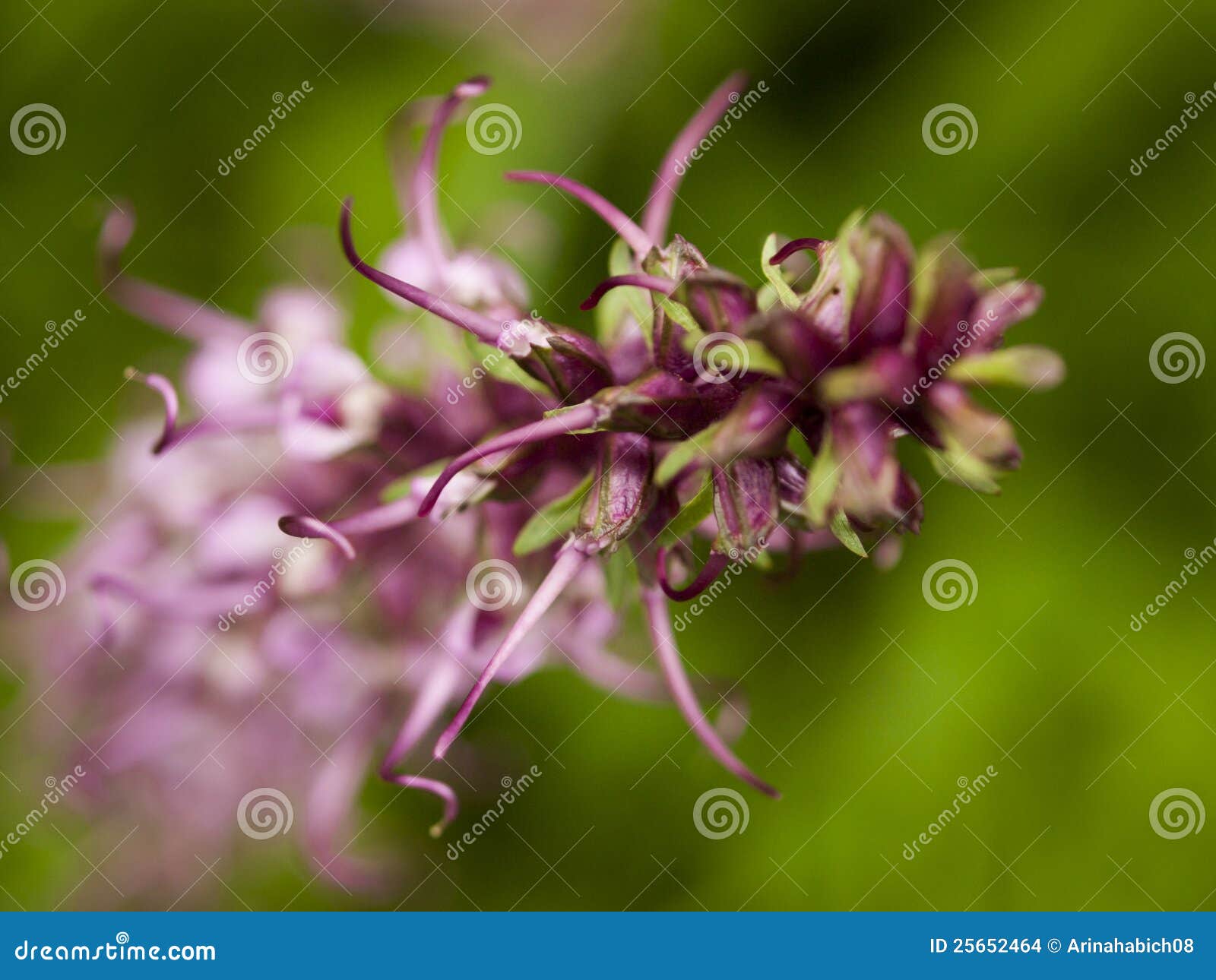 Elephant Heads stock photo. Image of pedicularis, wetland - 25652464