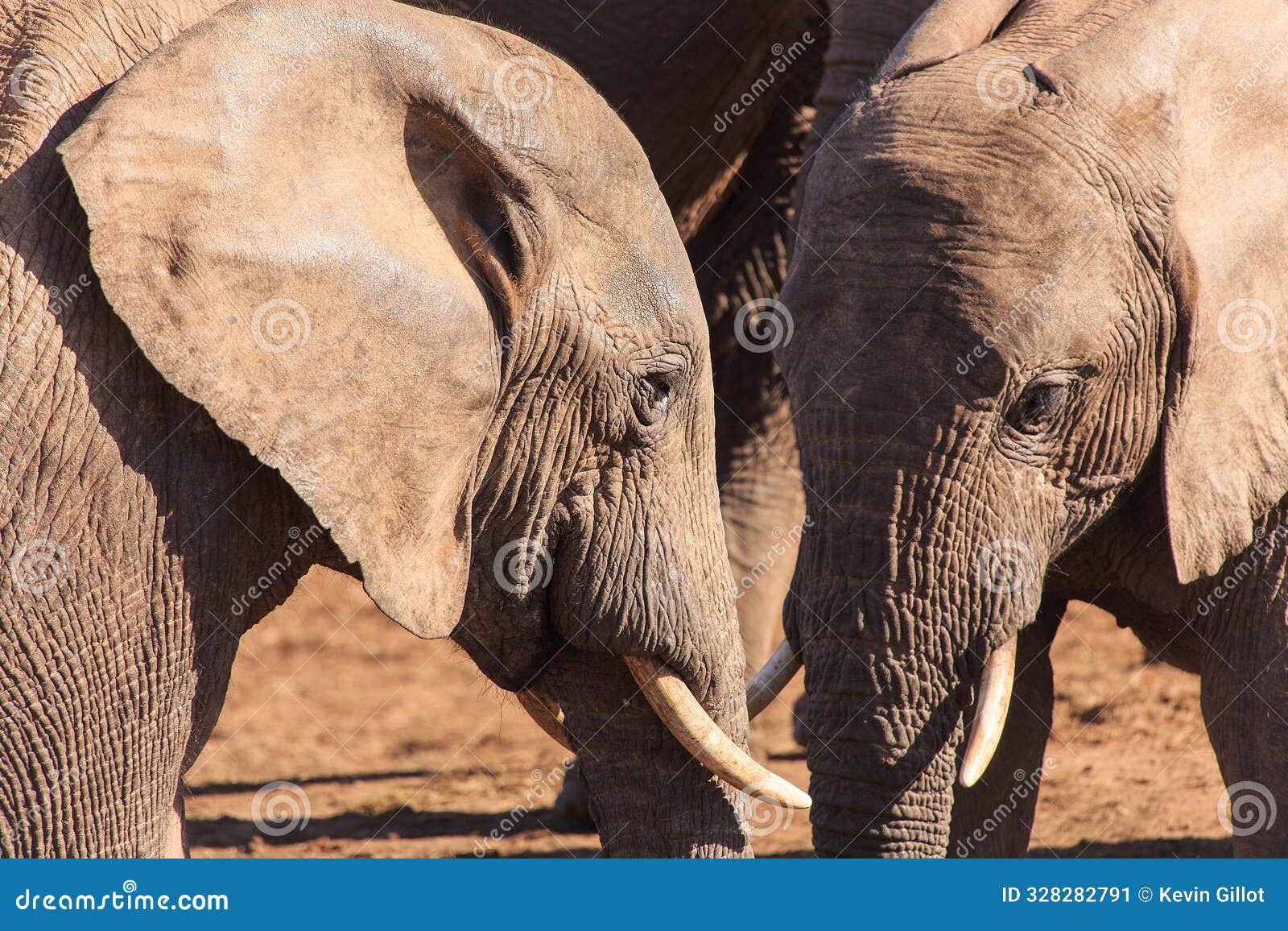 Close up of elephants stock image. Image of close, wildlife - 328282791