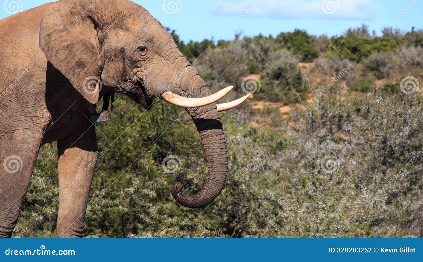 Close up of a elephant stock photo. Image of nature - 328283262