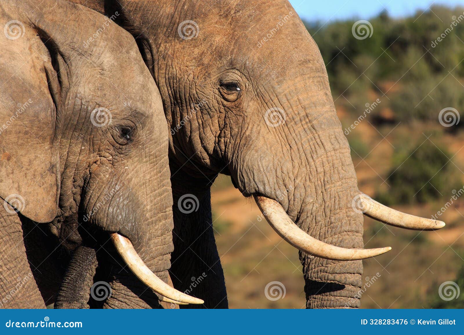 Close up of elephants stock photo. Image of tusk, park - 328283476