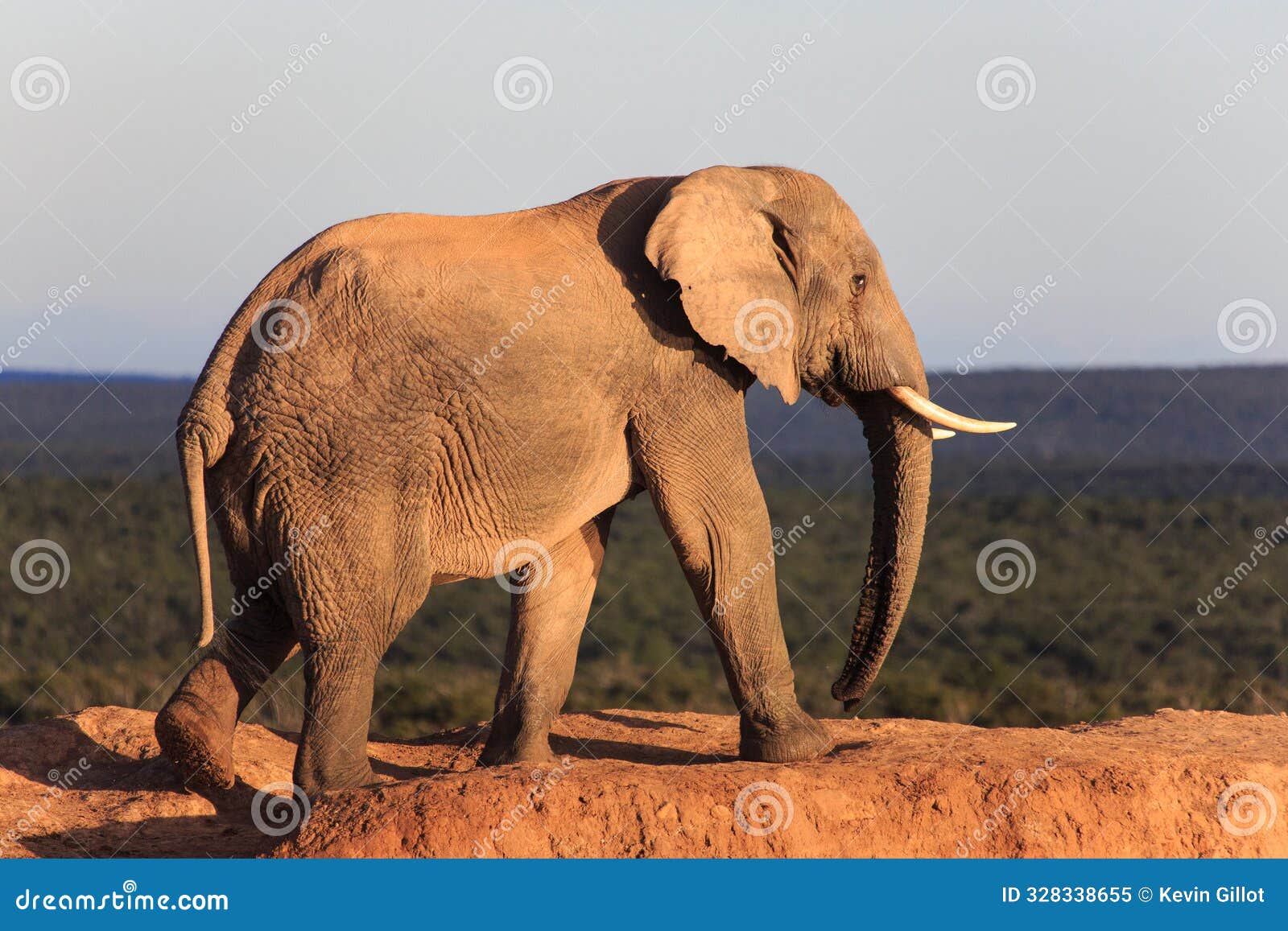 Single male Elephant stock image. Image of terrestrial - 328338655