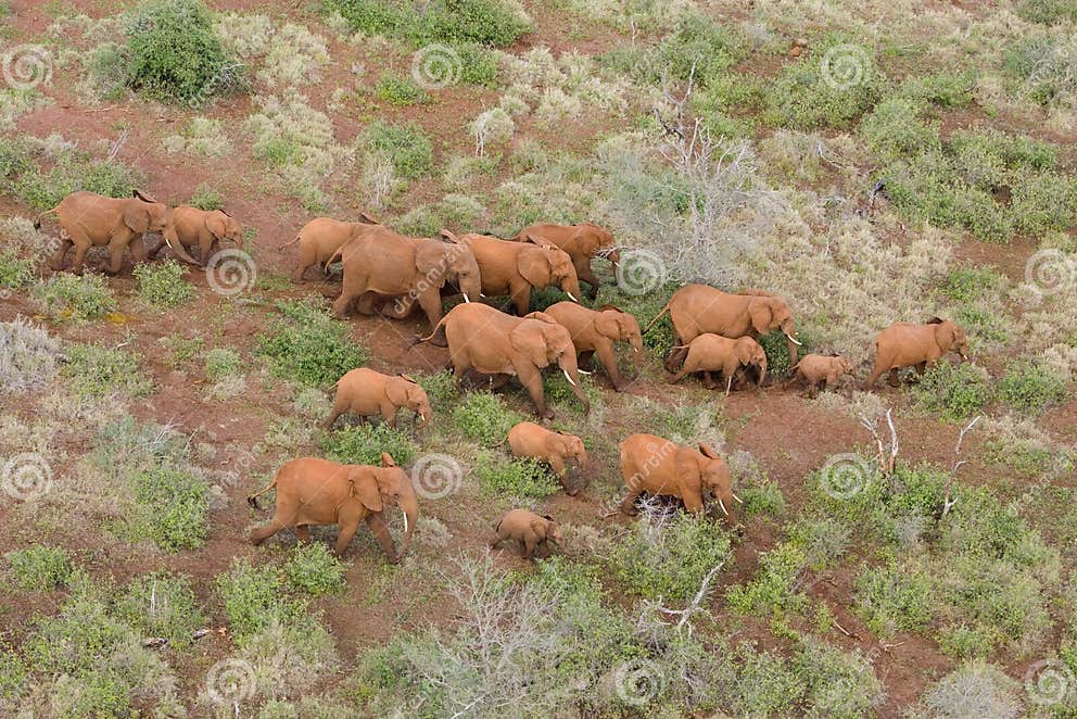 Elephant herd stock photo. Image of herbivore, group - 21041938