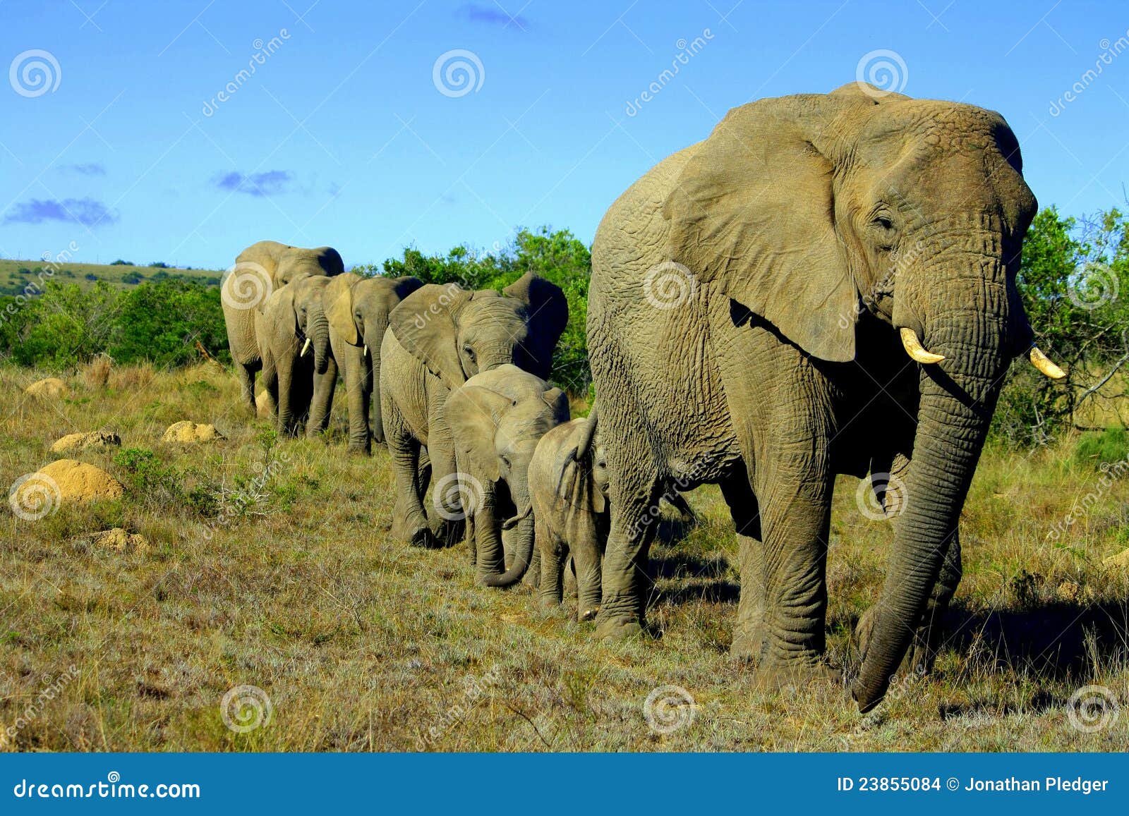 Matriarch African Elephant Leading The Way Royalty-Free Stock Photo ...