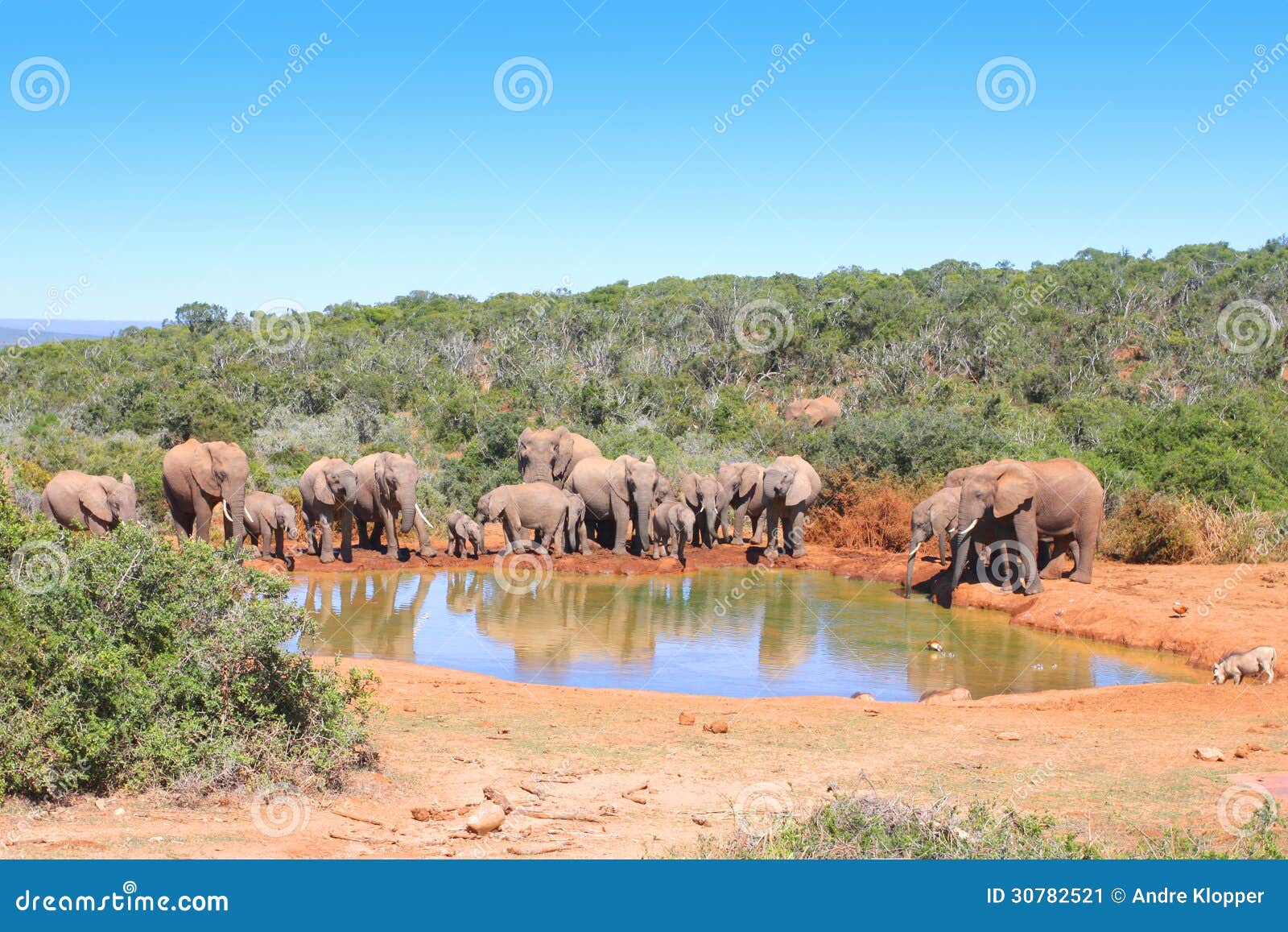Elephant stock image. Image of african, cute, head, park - 30782521
