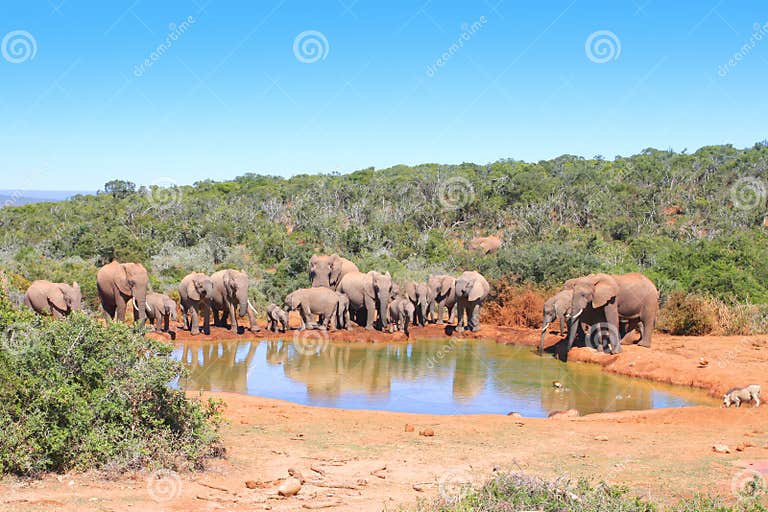 Elephant stock image. Image of african, cute, head, park - 30782521