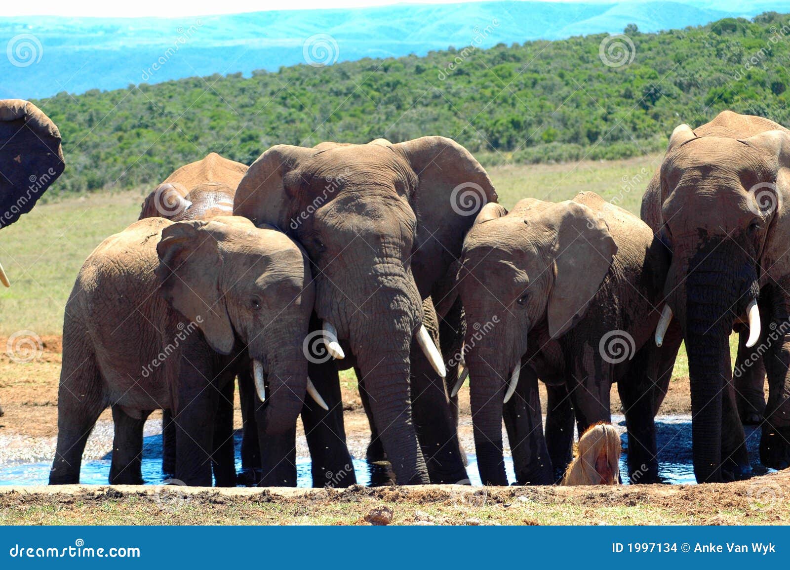 Elephant herd mourning stock photo. Image of herds, dangerous - 1997134