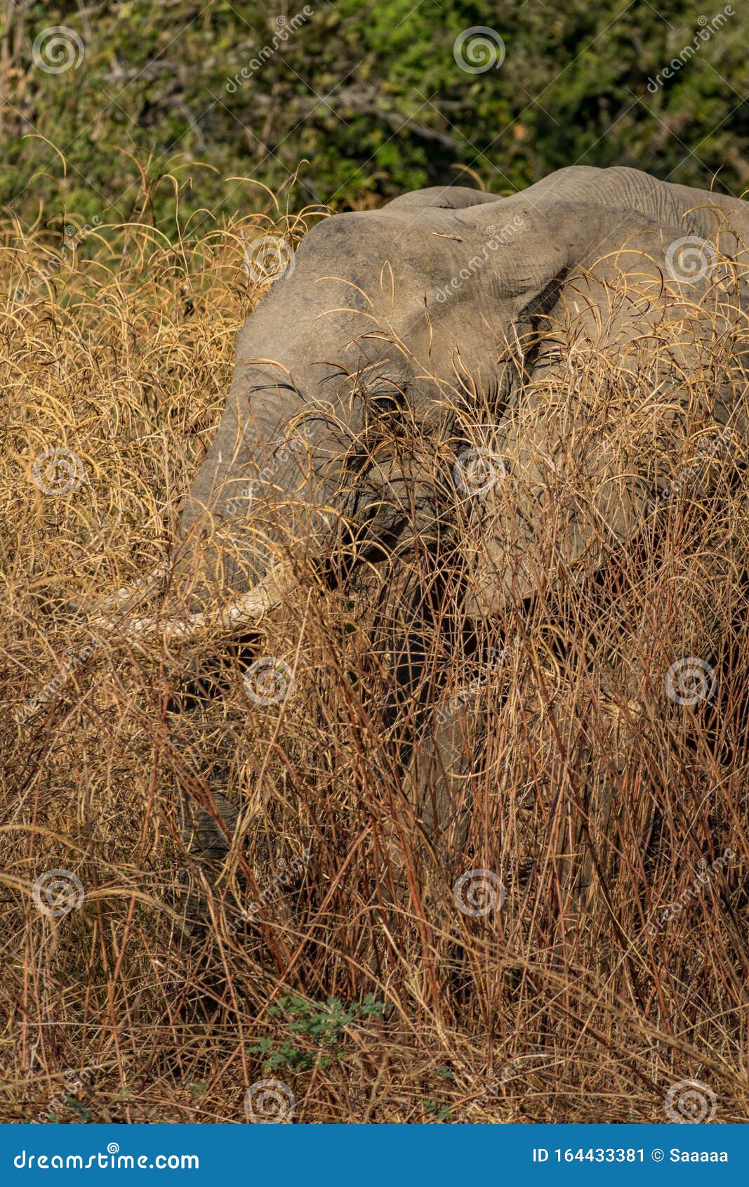 Elephant Hidden Behind the Bush, Vertical Composition Stock Image ...