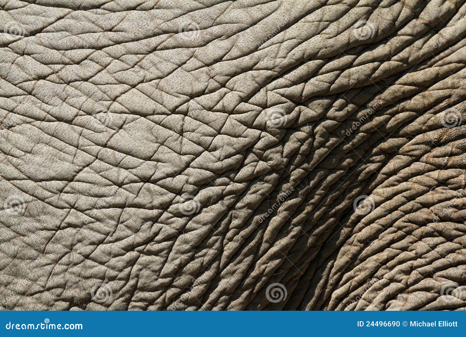 Elephant Hide stock photo. Image of close, structure - 24496690