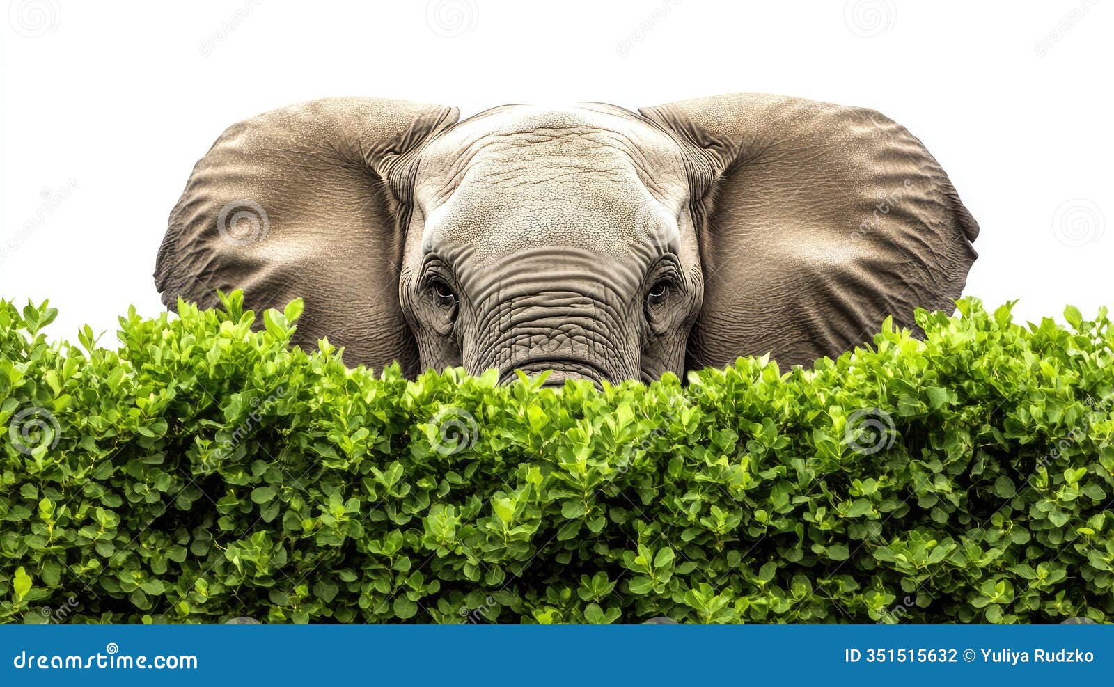 Elephant Hiding in Green Bush Stock Photo - Image of animal, minimalist ...