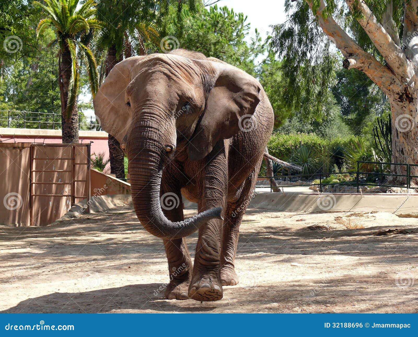 Elephant - horizontal stock photo. Image of mammal, elephant - 32188696