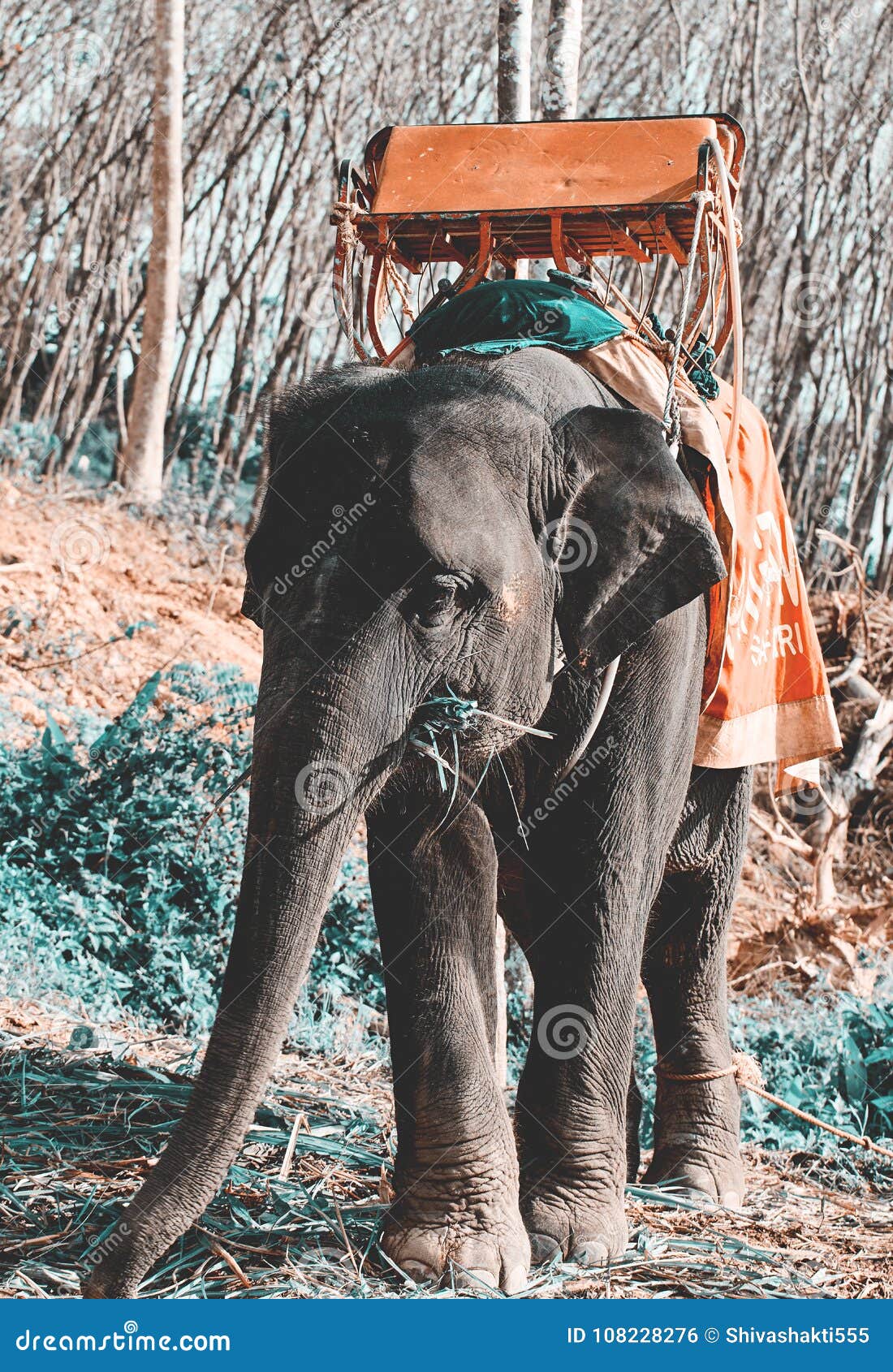 Elephant Howdah Stock Photos - Download 87 Royalty Free Photos