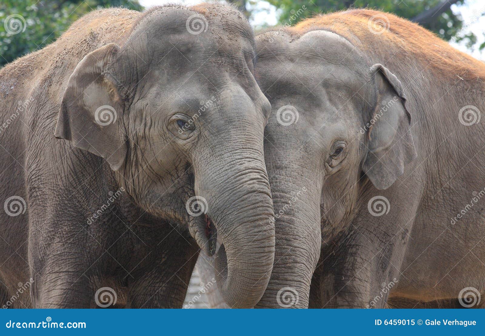 Elephant Hug stock image. Image of love, animals, togetherness - 6459015