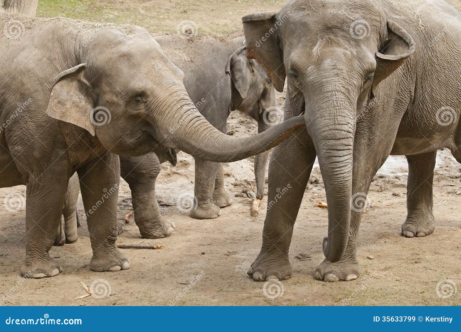 Elephant stock image. Image of move, strong, nature, together - 35633799