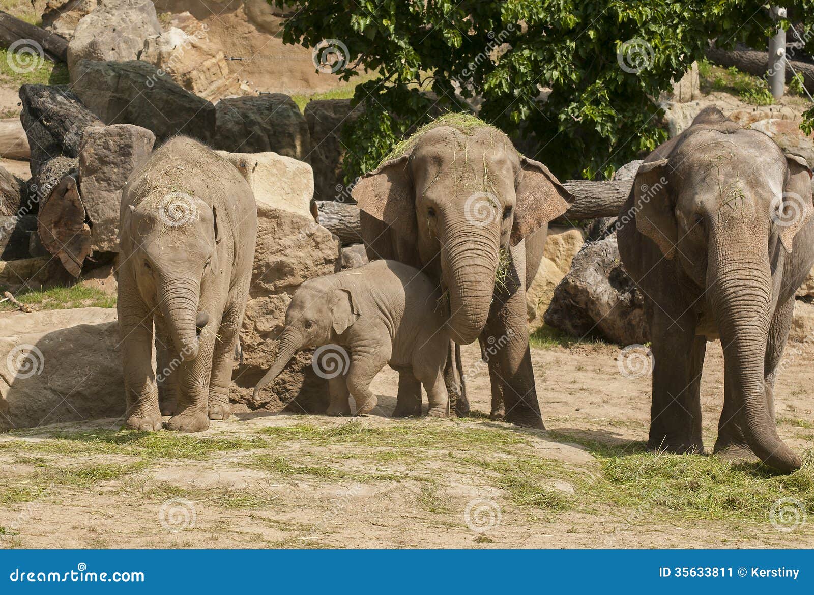 Elephant stock image. Image of move, vertebrate, animal - 35633811