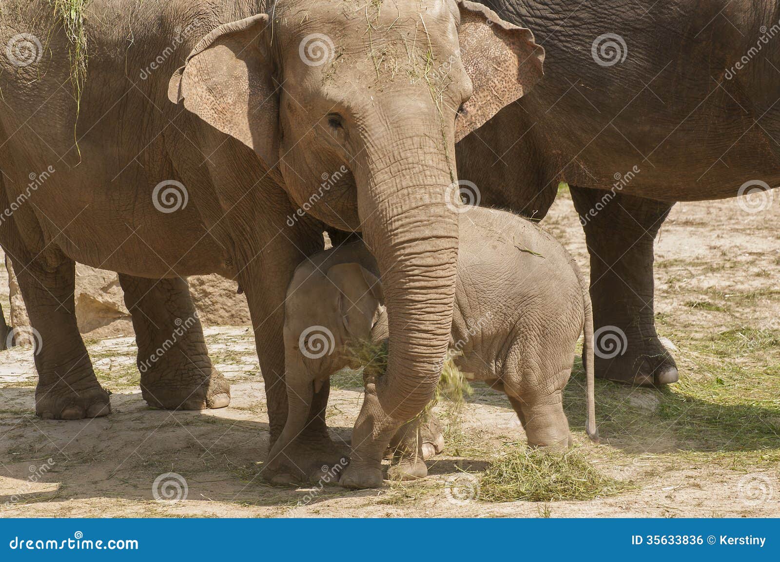 Elephant stock photo. Image of herd, move, natural, vertebrate - 35633836