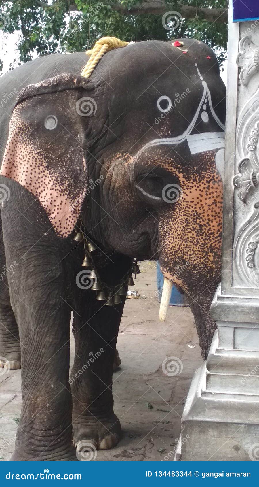 Elephant stock photo. Image of elephant, animal, elipant - 134483344