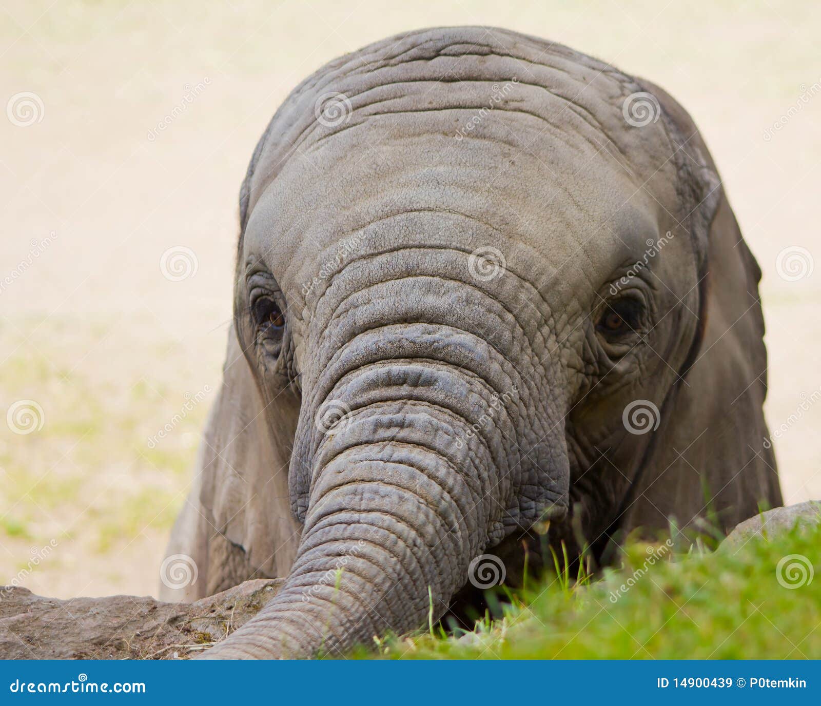 Elephant Infant stock image. Image of wild, infant, elephant - 14900439