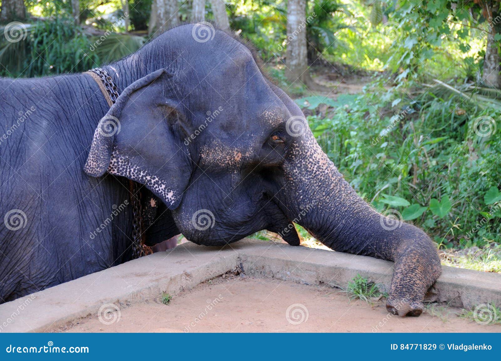 Elephant from the Island of Ceylon. Stock Image - Image of lanka, asia ...