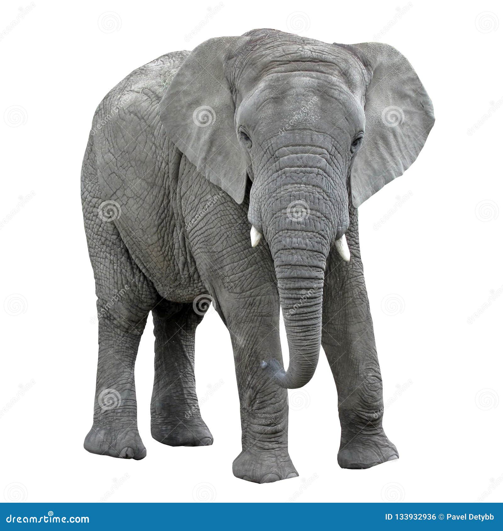 Elephant Isolate on White Background. African Animal Stock Photo ...