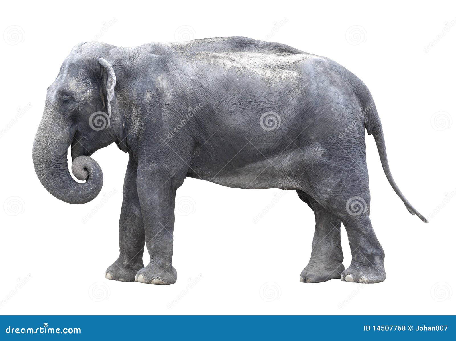 Elephant isolated stock photo. Image of length, isolated - 14507768