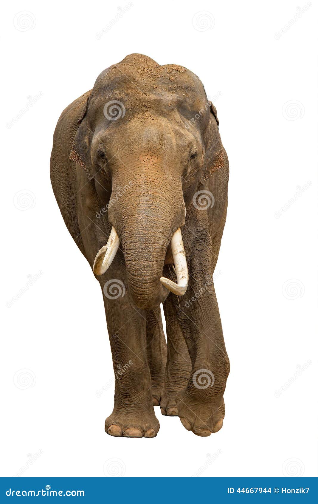 Elephant isolated stock photo. Image of wildlife, natural - 44667944