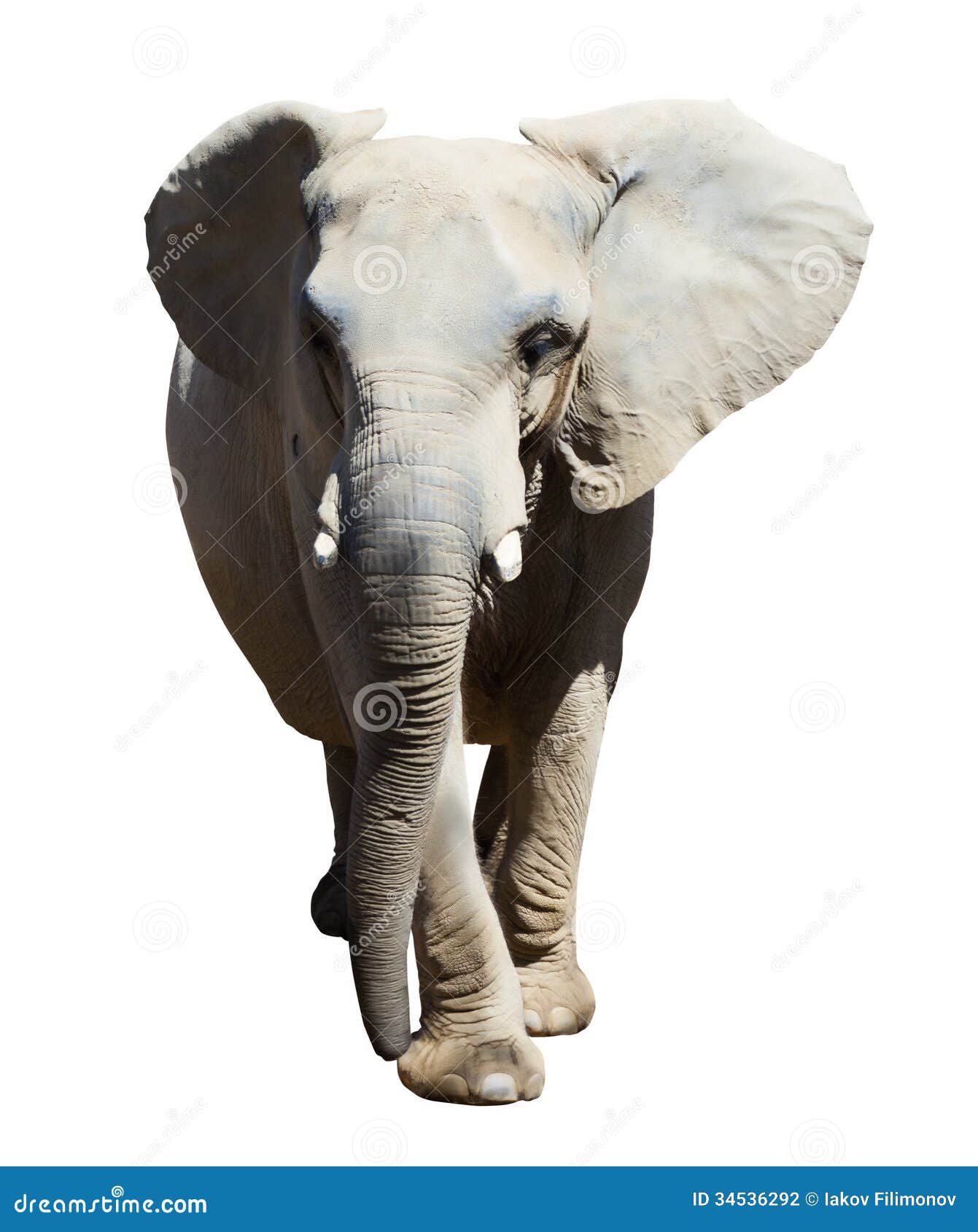 Elephant. Isolated Over White Stock Photo - Image of isolation ...