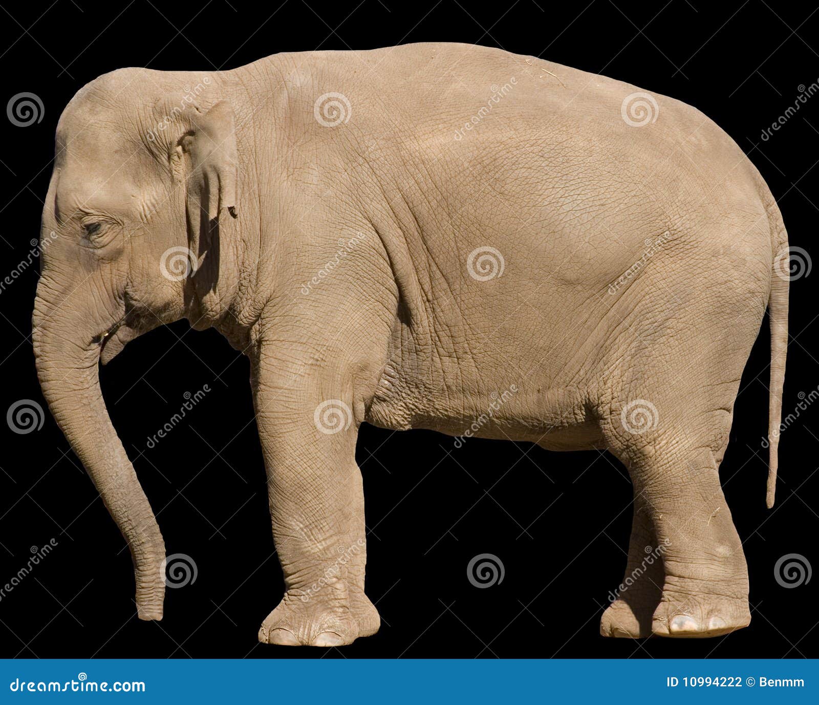 Elephant - Isolated Side View Stock Photo - Image of ivory, burma: 10994222