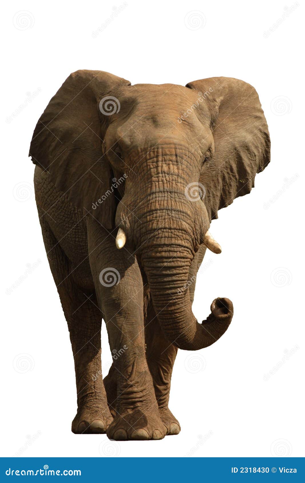 Elephant Isolated on White #1 Stock Photo - Image of gray, pachyderm ...