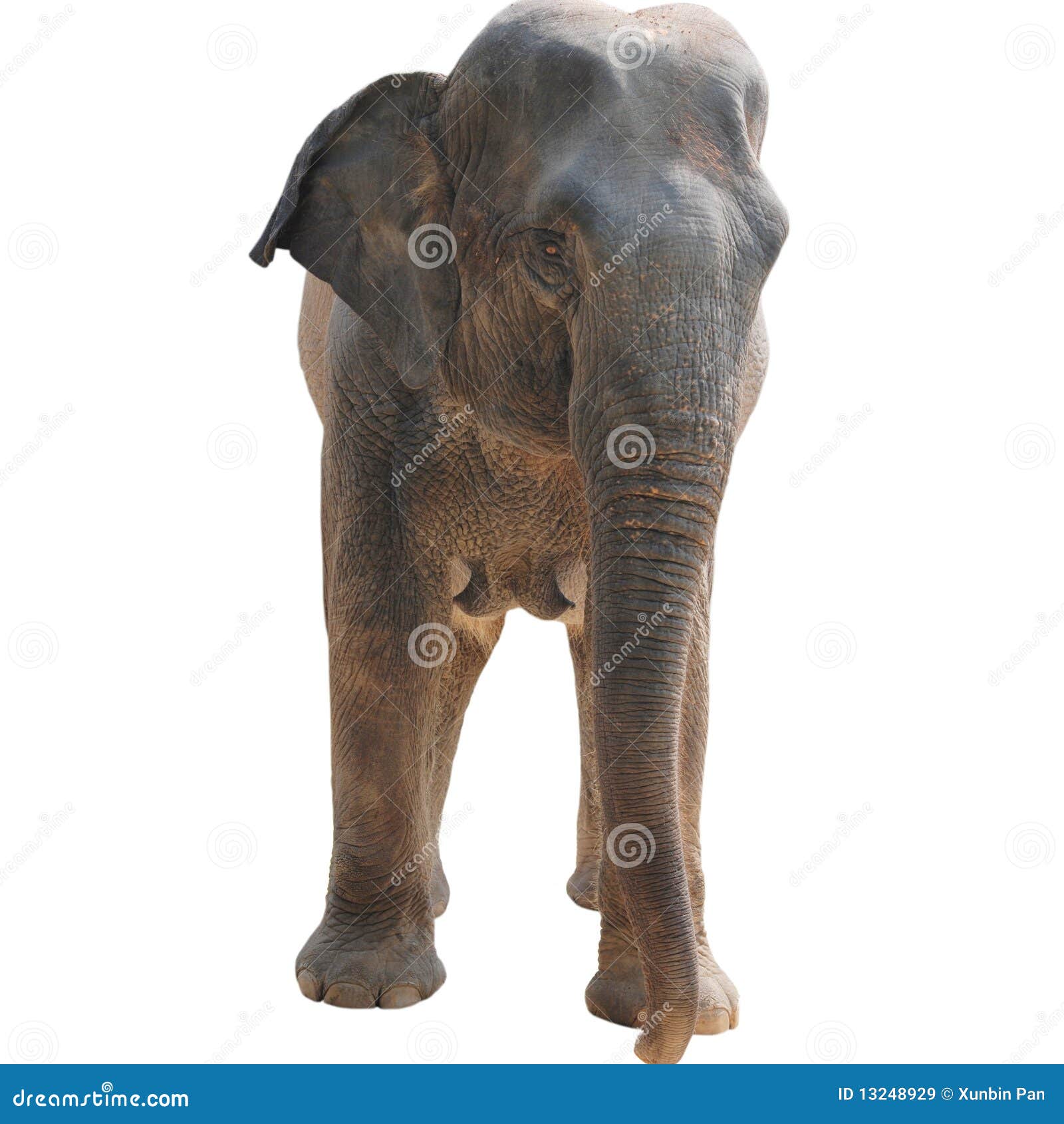 Elephant isolated in white stock image. Image of grey - 13248929