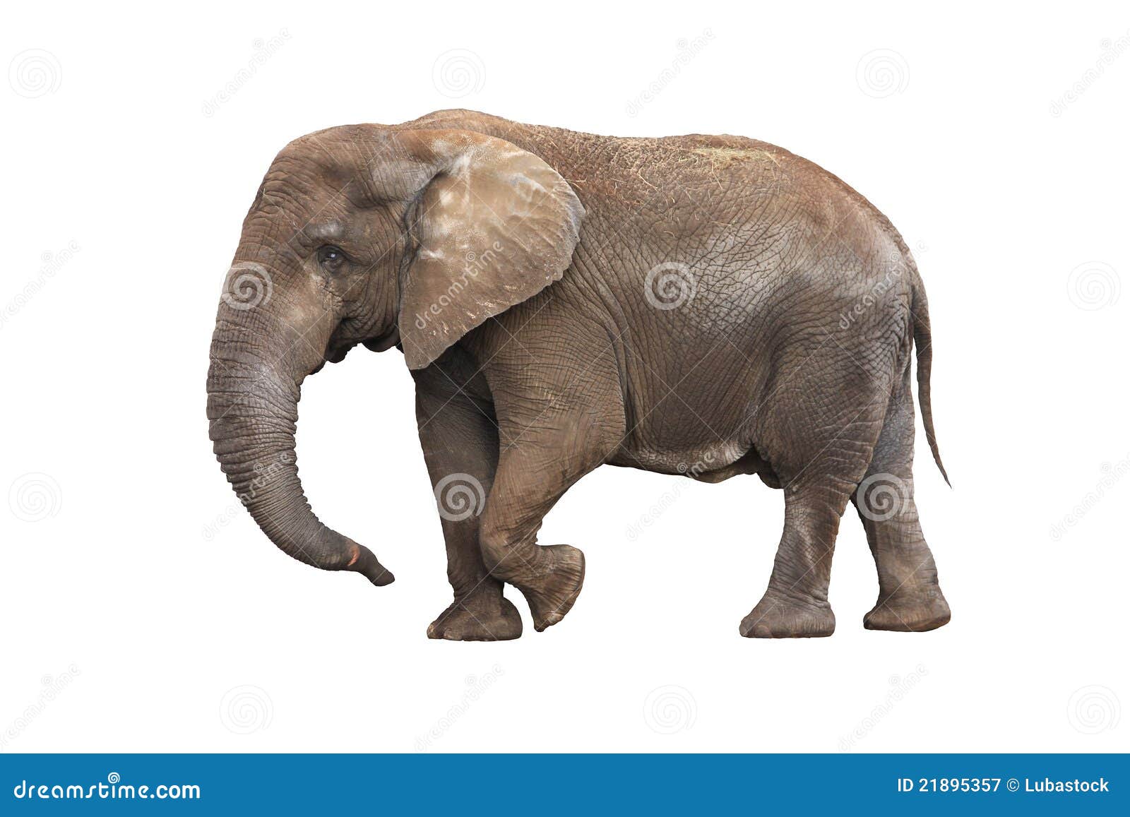 Elephant isolated on white stock image. Image of huge - 21895357